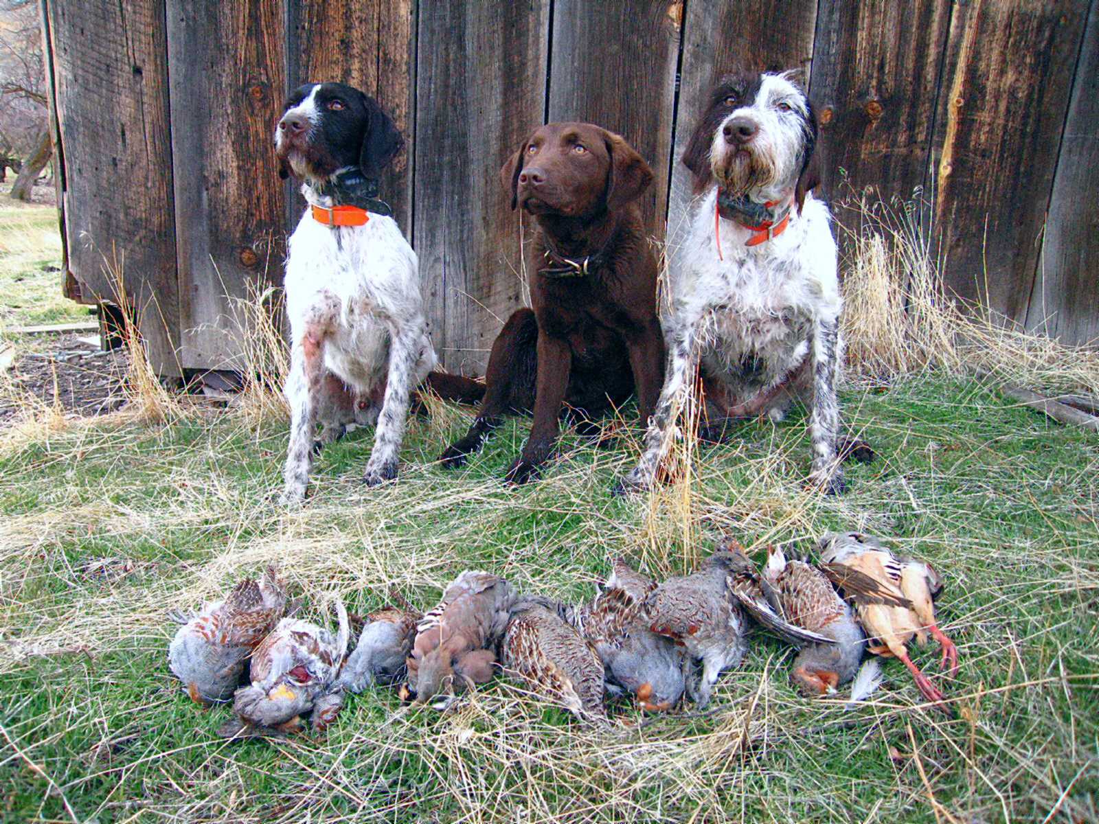 Our Pix | Oregon German Wirehaired Pointer Club