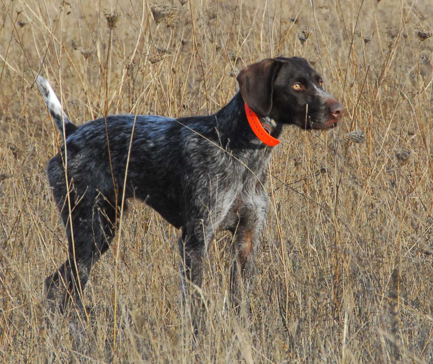 Our Pix | Oregon German Wirehaired Pointer Club