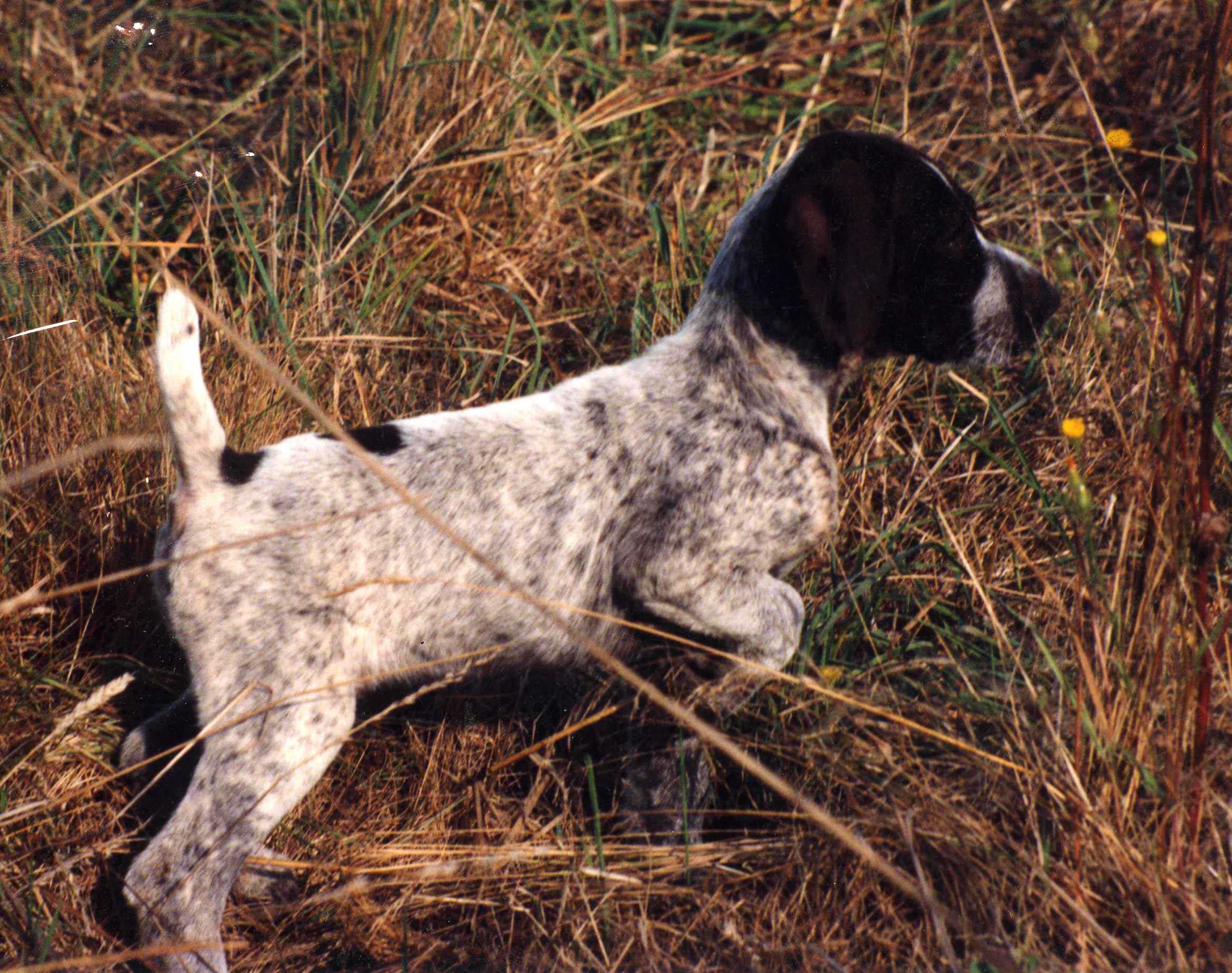 Our Pix | Oregon German Wirehaired Pointer Club