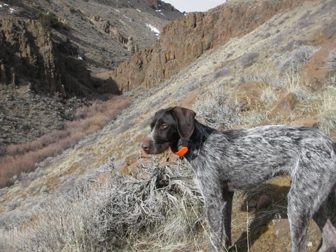 Our Pix | Oregon German Wirehaired Pointer Club