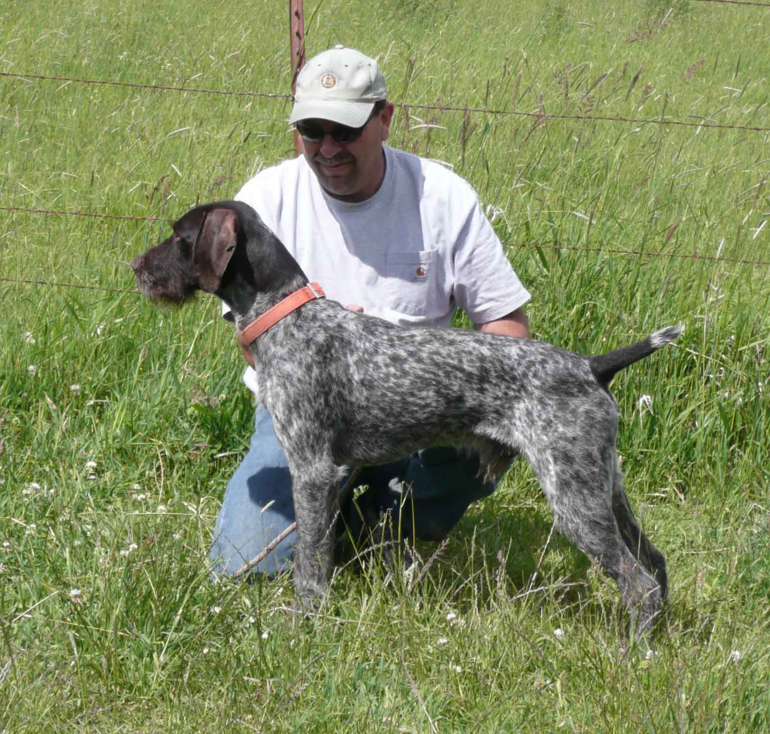 Our Pix | Oregon German Wirehaired Pointer Club