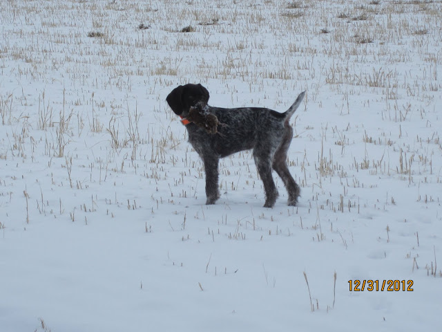 Our Pix | Oregon German Wirehaired Pointer Club