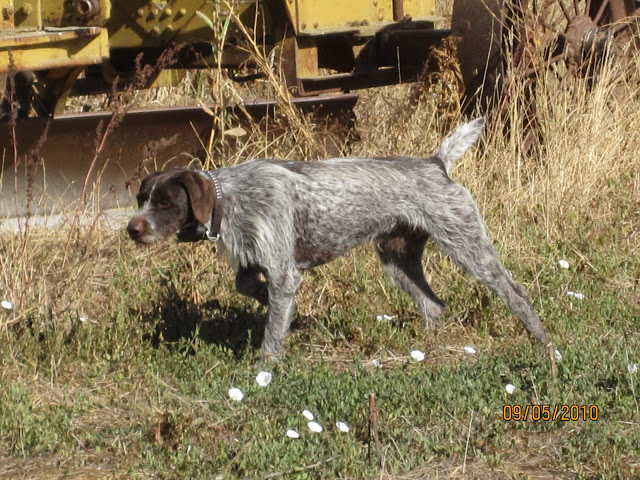 Our Pix | Oregon German Wirehaired Pointer Club